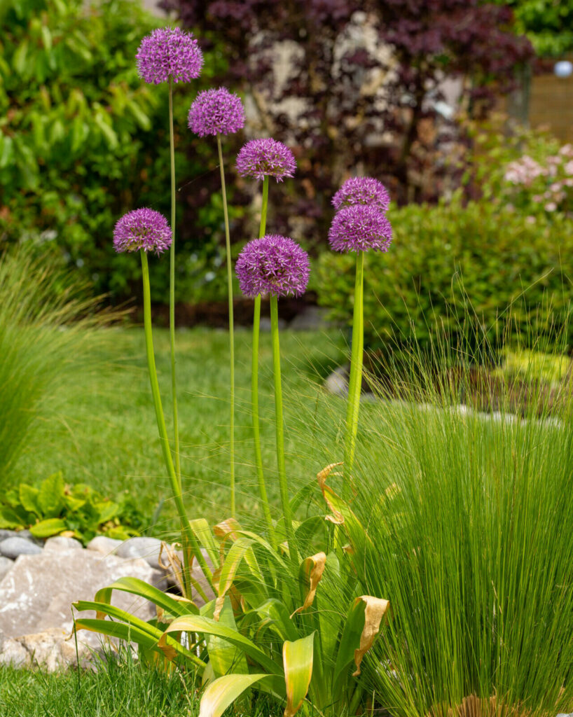 Vente arbres et plantes Nord Pas de Calais - Carnel Paysages