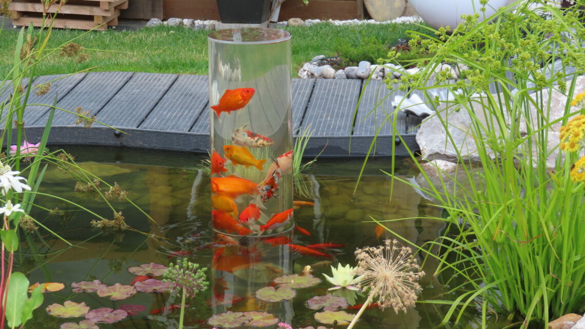 bassin poisson - Carnel Paysages