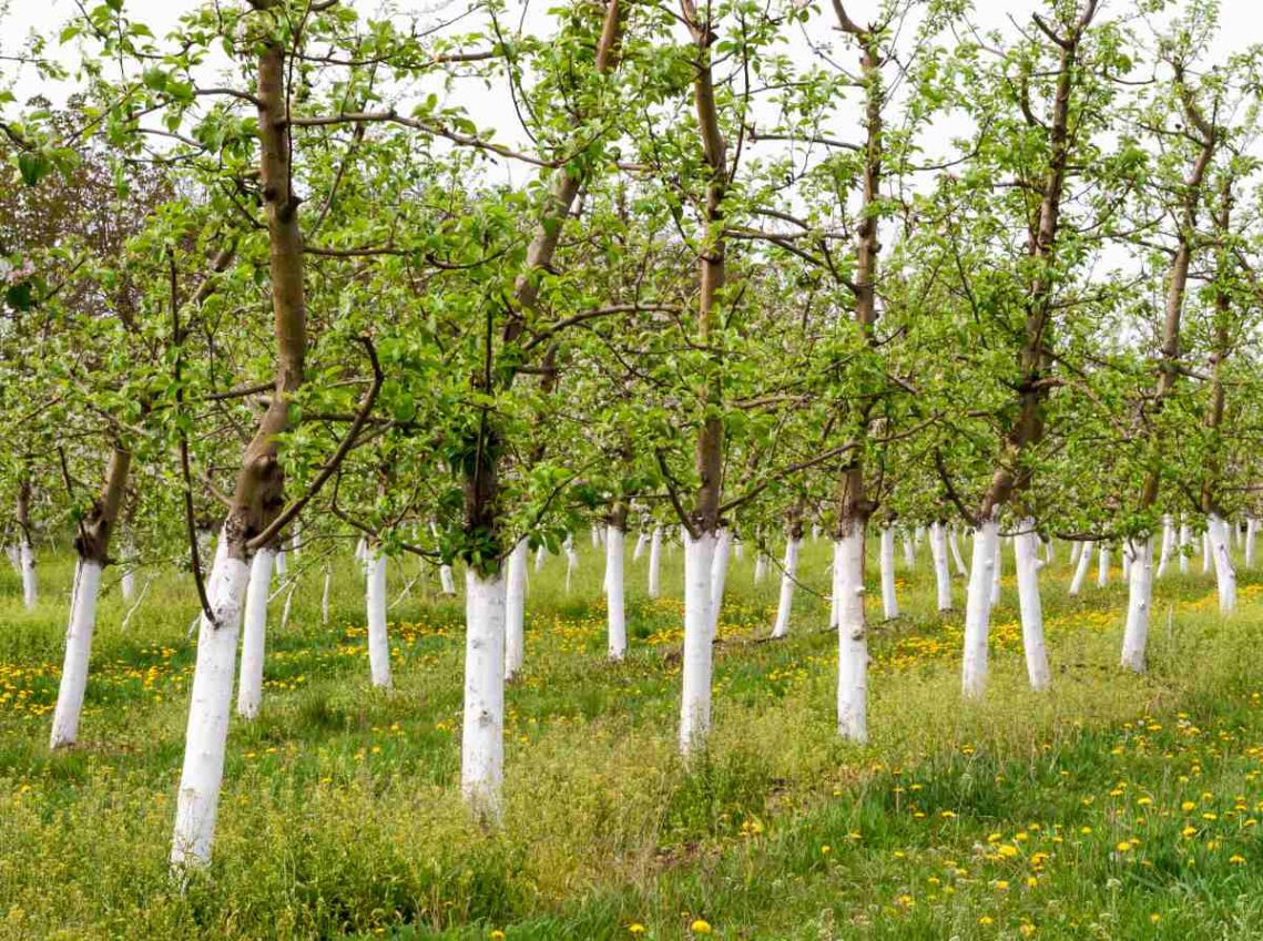 Badigeonner les arbres fruitiers : pour une protection efficace