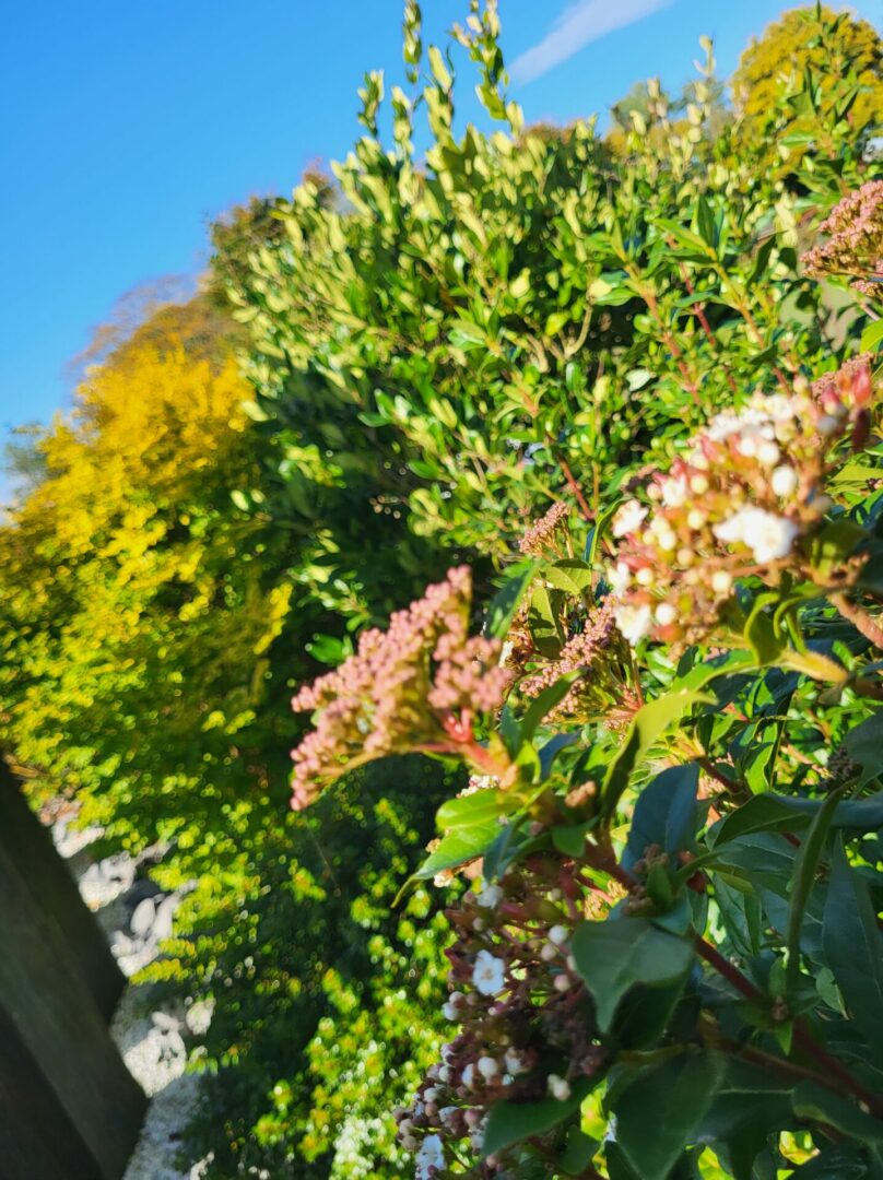 Planter une haie fleurie : donner la vie au jardin